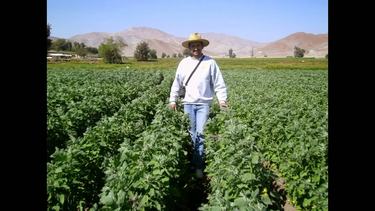 Cultivo de Quinua. La Joya - Arequipa - YouTube