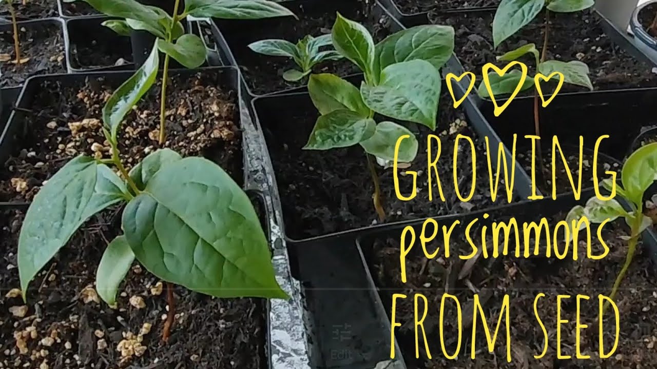 How to grow Persimmons from seed - YouTube