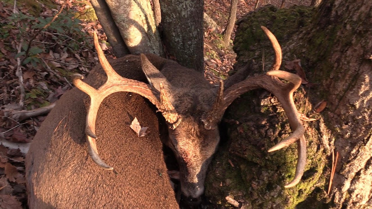 Self Filmed Archery Buck - 140 class 10-Point - YouTube