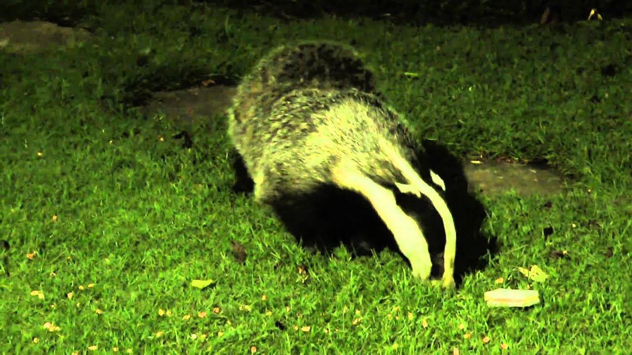 Young Badger eating nuts - YouTube