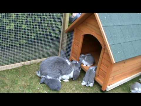 Jonge franse hangoren blauw en bont van franse hangoorfokker - YouTube