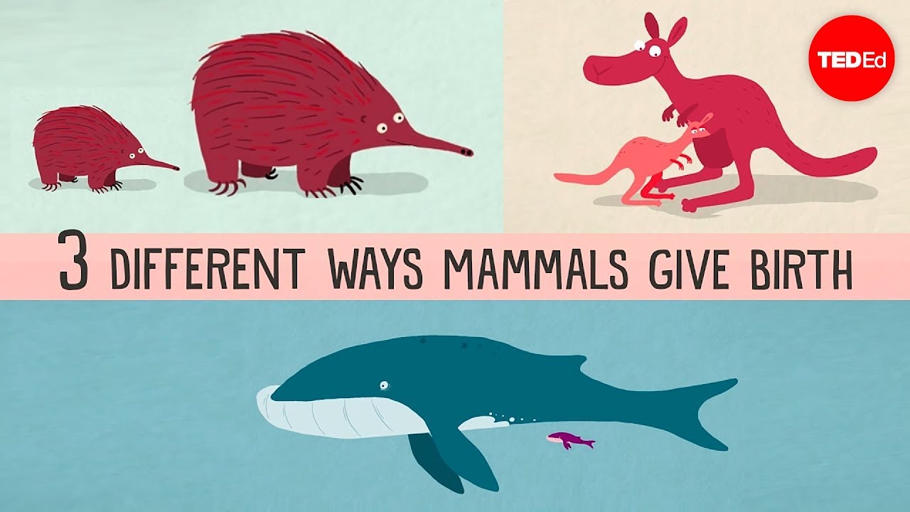 The Three Different Ways Mammals Give Birth Kate Slabosky YouTube
