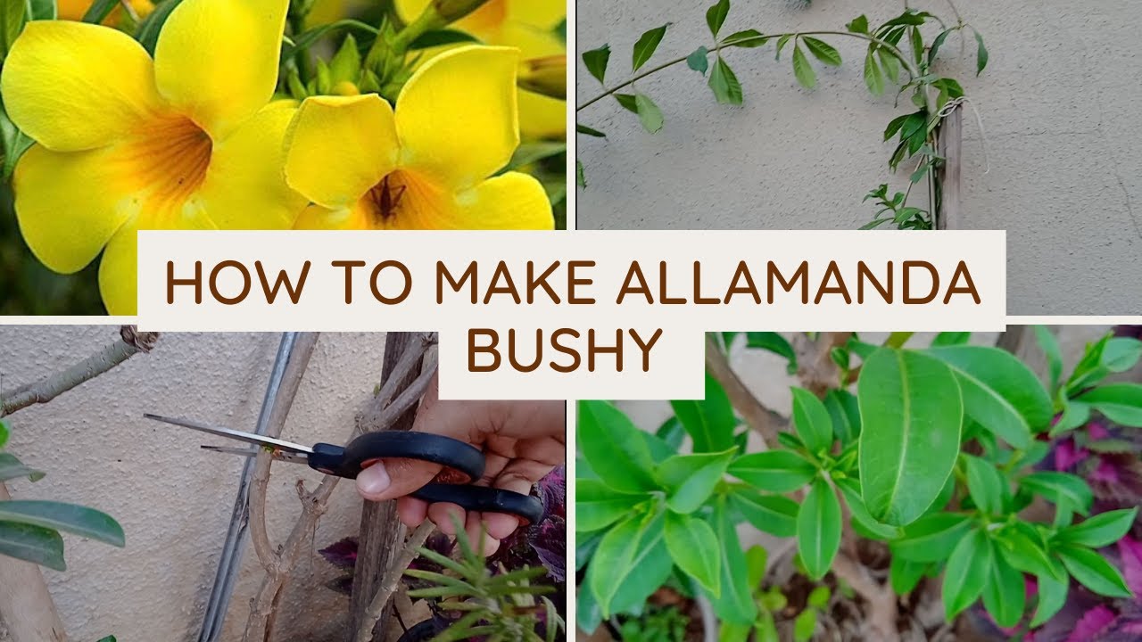 How to make allamanda flowering plant bushy || pruning with update ...