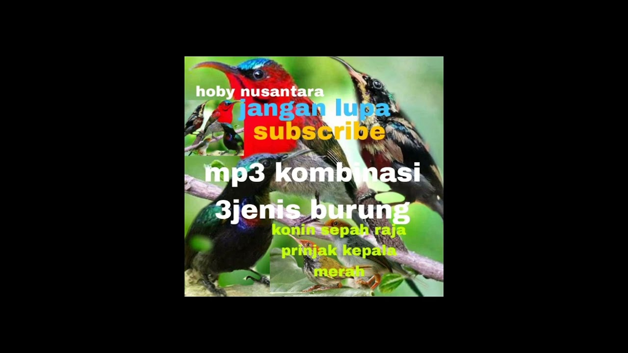 SUARA PIKAT BURUNG SEPAH RAJA RIBUT KOMPILASI KOLIBRI KING KONIN ...