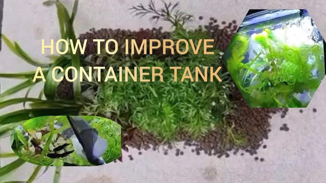 DIY / storage box fish tank / container tank - YouTube