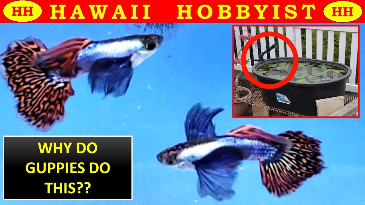 30 Male Dumbo Mosaic Guppies Playing on Floating Leaf. Hawaii Tropical ...