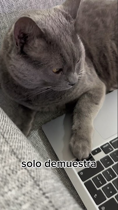 Devtokers Pamsho Software Frontend Programming Python Ingenieria Pyhton Youtube