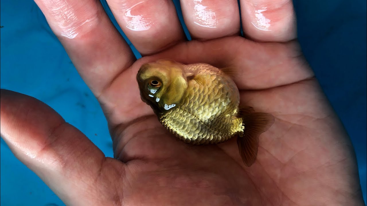 Quick updates on the small fry! And the healing process of my goldfish ...