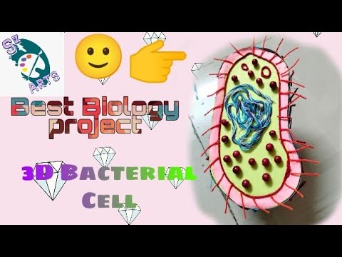 Easy making of 3D bacterial cell # Biology project# - YouTube