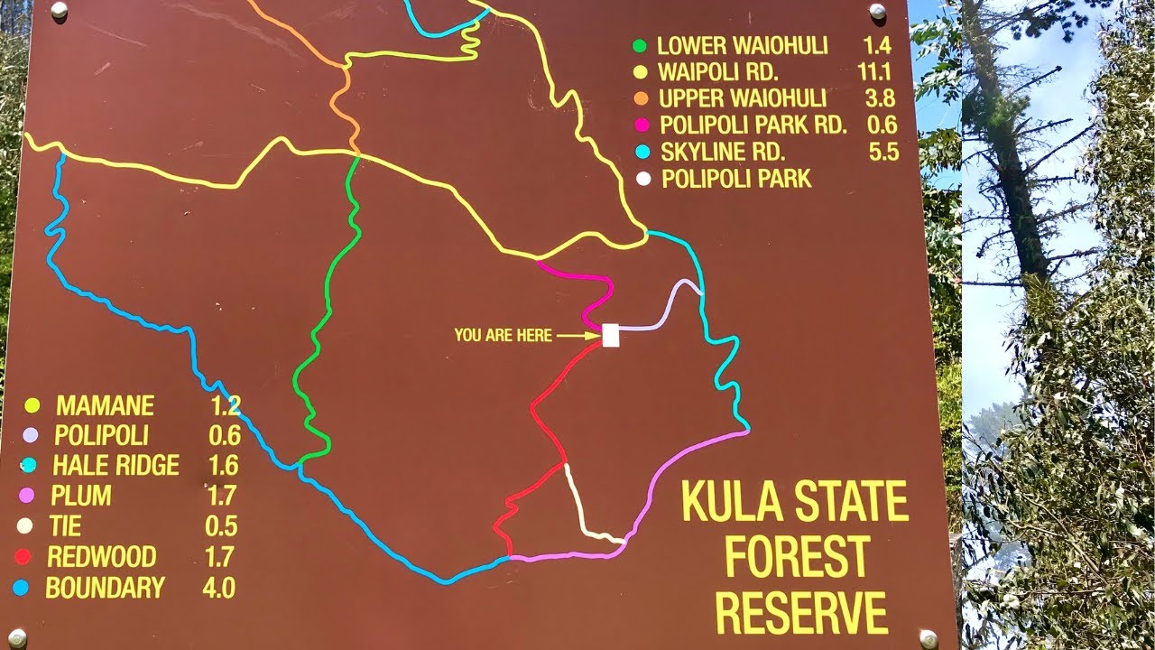 Polipoli Spring State Recreation Area - Maui, Hawaii - Hiking In the ...