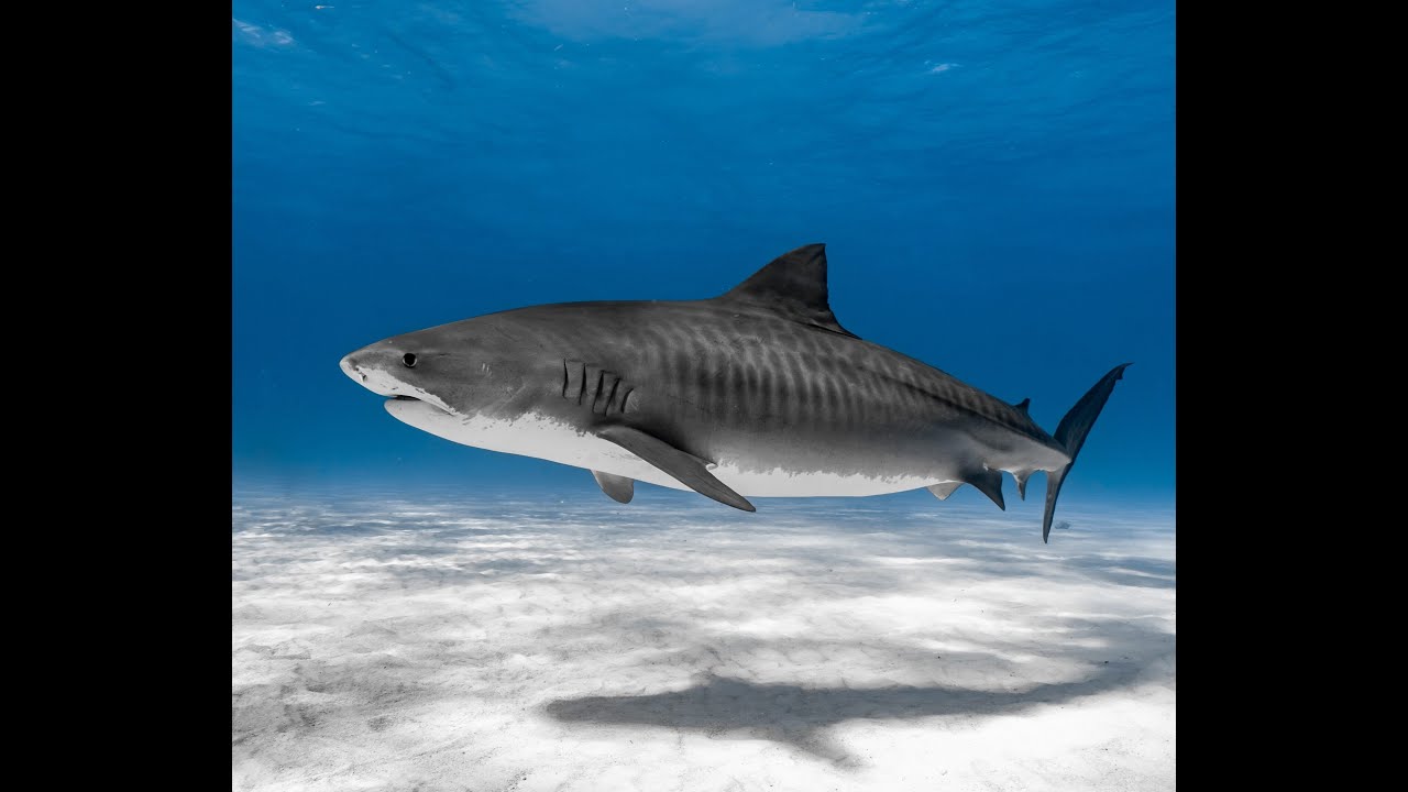 Tiger Sharks: Striped Predators! #facts #hunting - YouTube