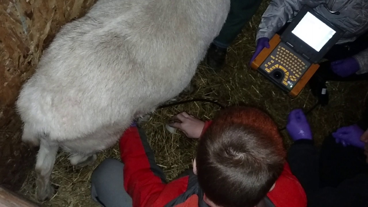 Andrew Doing an Ultrasound on Mandy the Goat - YouTube