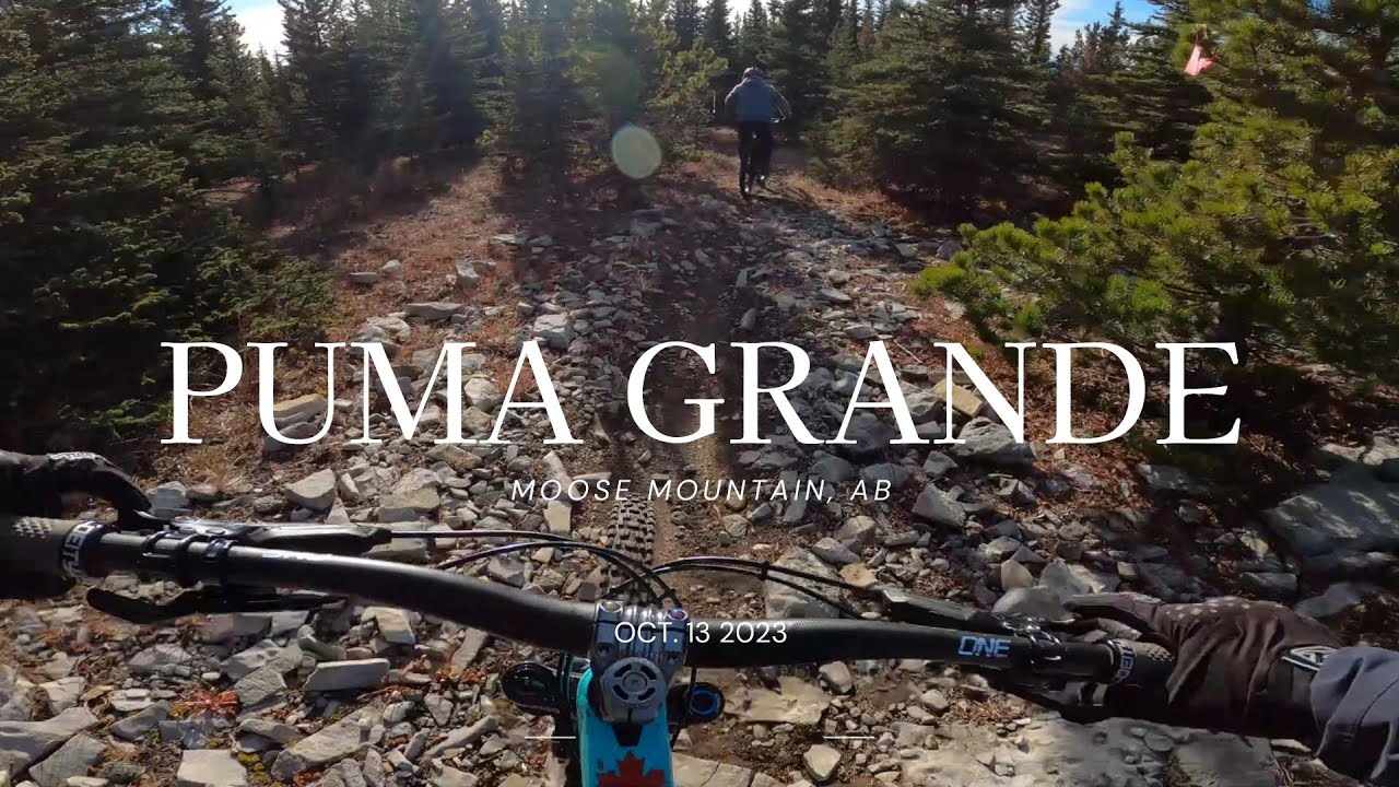 Puma Grande - Moose Mountain, AB. OCT 13, 2023 - YouTube