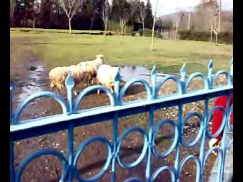 Debili cxvari .mp4 - YouTube
