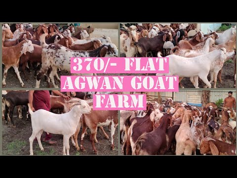 370/- $ FLAT | AGWAN GOAT FARM | PADGA - YouTube