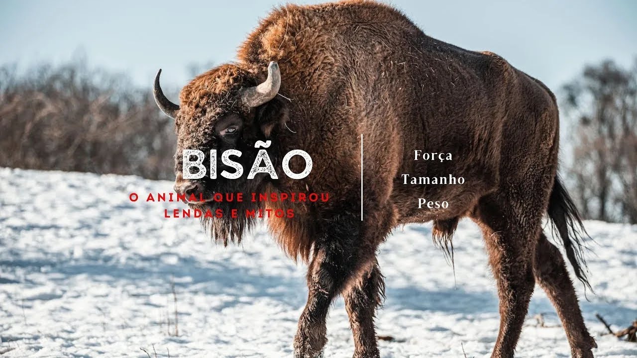 Bisão: O animal que inspirou lendas e mitos #animais #curiosidades # ...