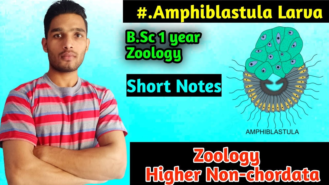 Amphiblastula Larva Short Notes B.Sc 1 year Zoology Lower non-chordata ...