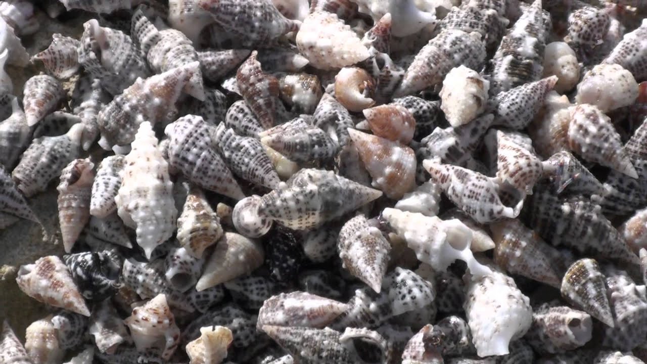 Cape Eleuthera resort: more baby shells moving - YouTube
