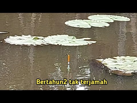GANAS NYA IKAN NILA LIAR!! Mancing di spot rawa tak terjamah pemancing lain