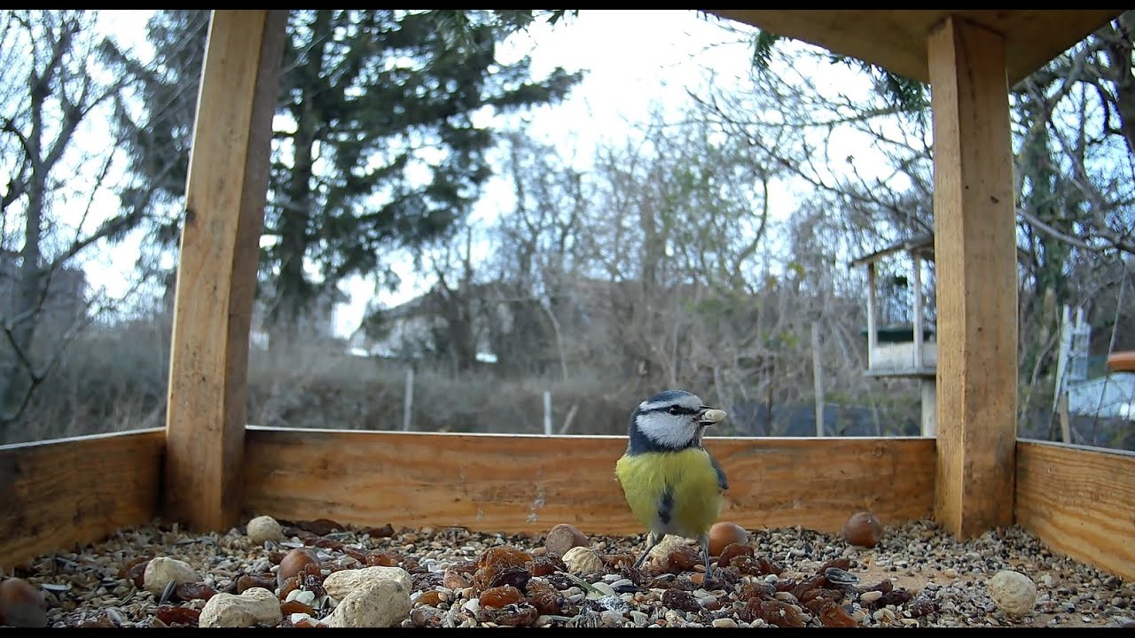 Kurzfilm: Die Blaumeise im Vogelhaus, Wildkamera mit +4 Dioptrien ...