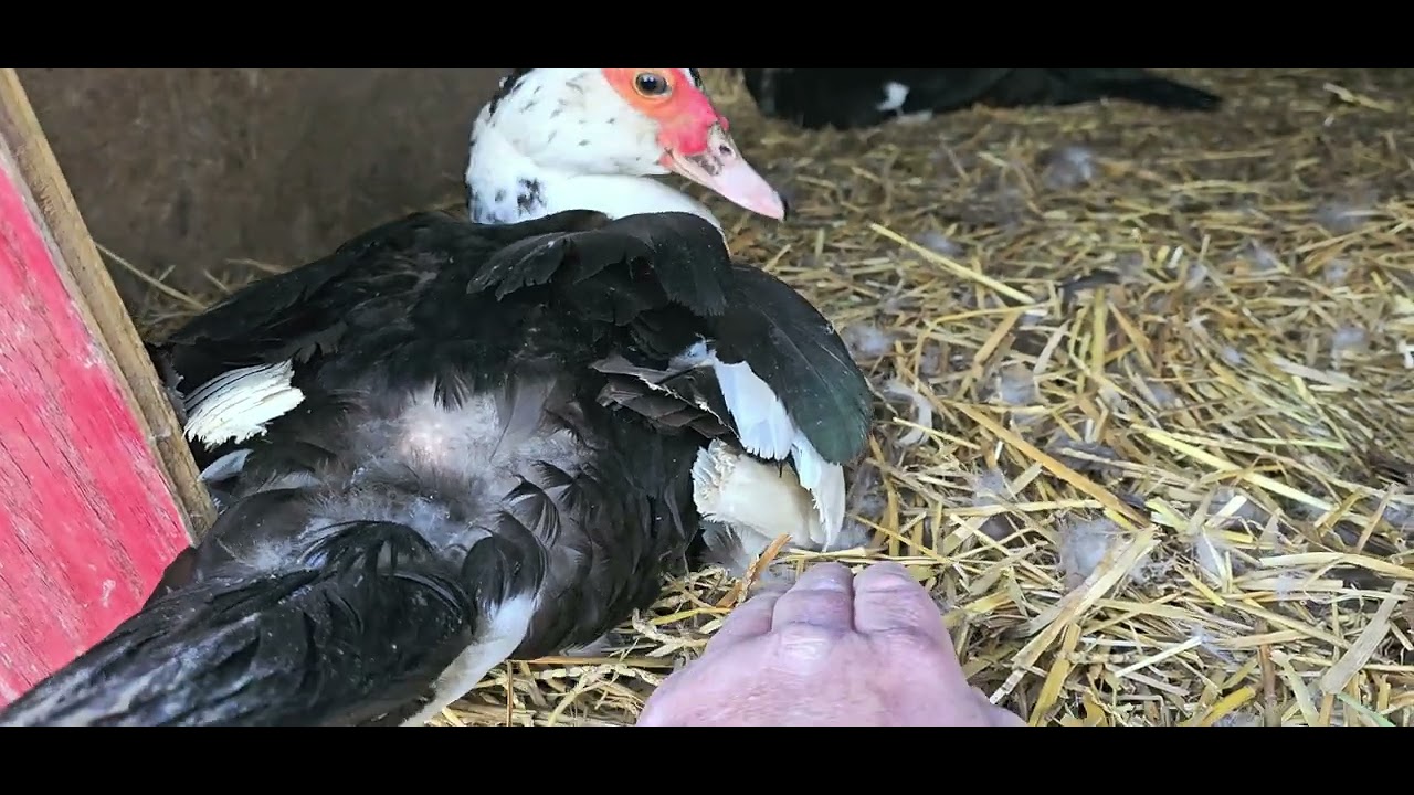 Broody Muscovy Svetlana at Perrydise Acres pecking my hand to protect ...
