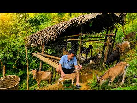 Mr. Ha takes great care of his newly purchased goat herd - A new hope for life
