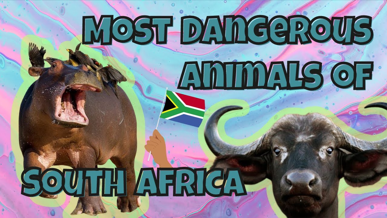 Most dangerous animals of South Africa – Insane Facts 🇿🇦🐊 - YouTube