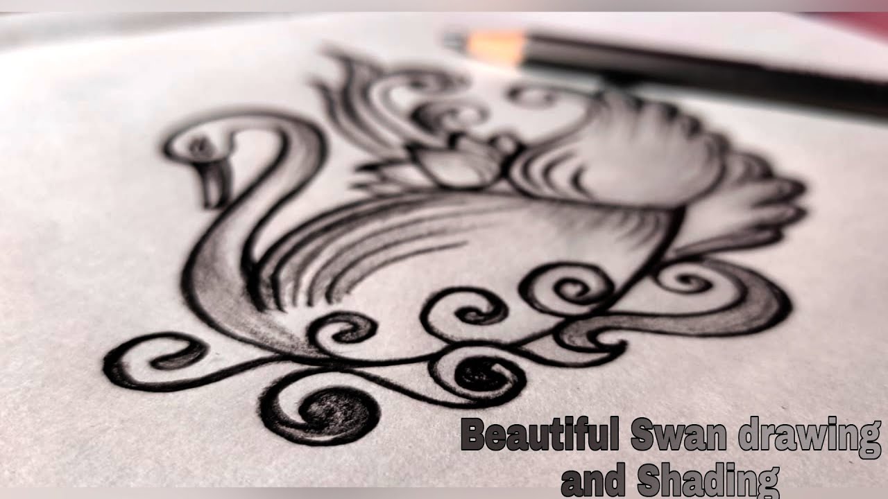 Beautiful Swan illustration | How to draw a Swan | Pencil Drawing And ...