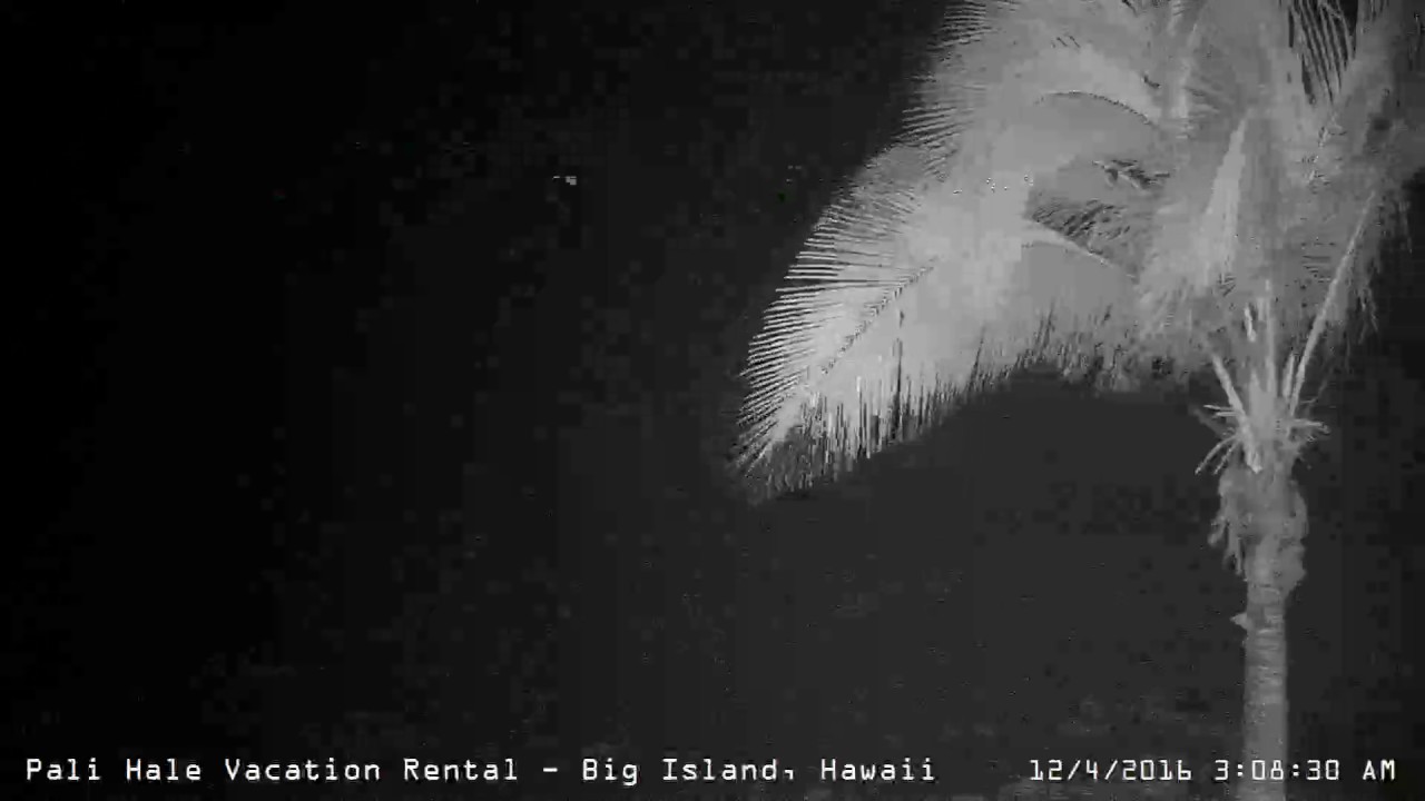Pali Hale Live Stream from Puna Coast of Kea'au, Big Island Hawaii ...