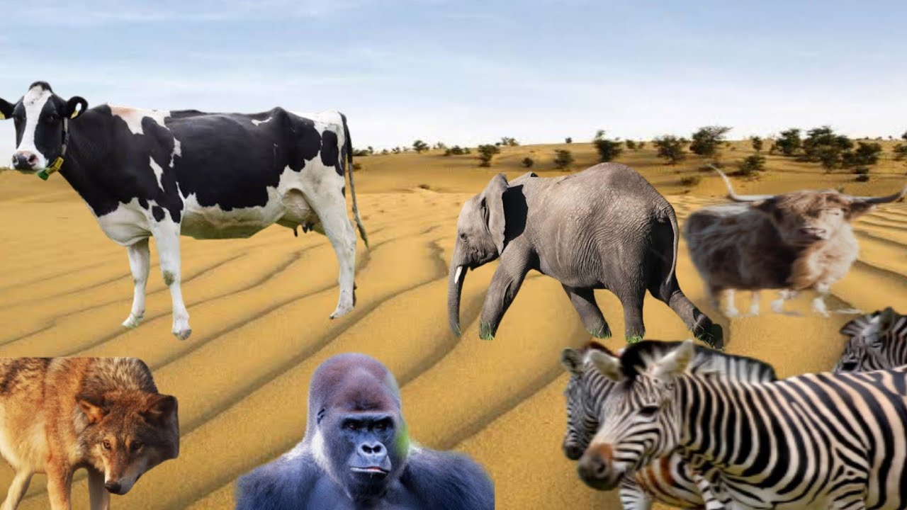 All animal videos - elephant, caw, horse, goat, cat, dog, Buffalo ...