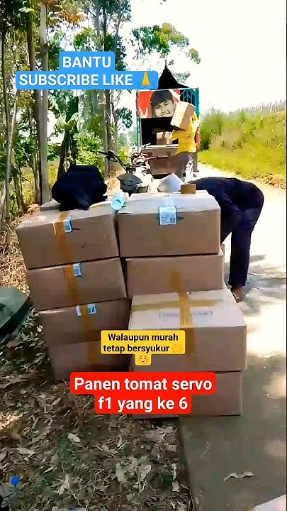 panen tomat servo f1 | yang ke 6 #panentomatservo#kegiatanpanen#hargatomathariini - YouTube