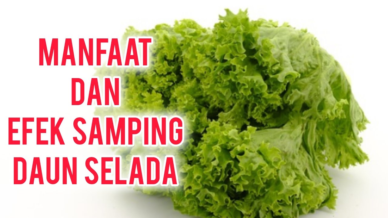 12 MANFAAT DAN EFEK SAMPING MAKAN DAUN SELADA - YouTube