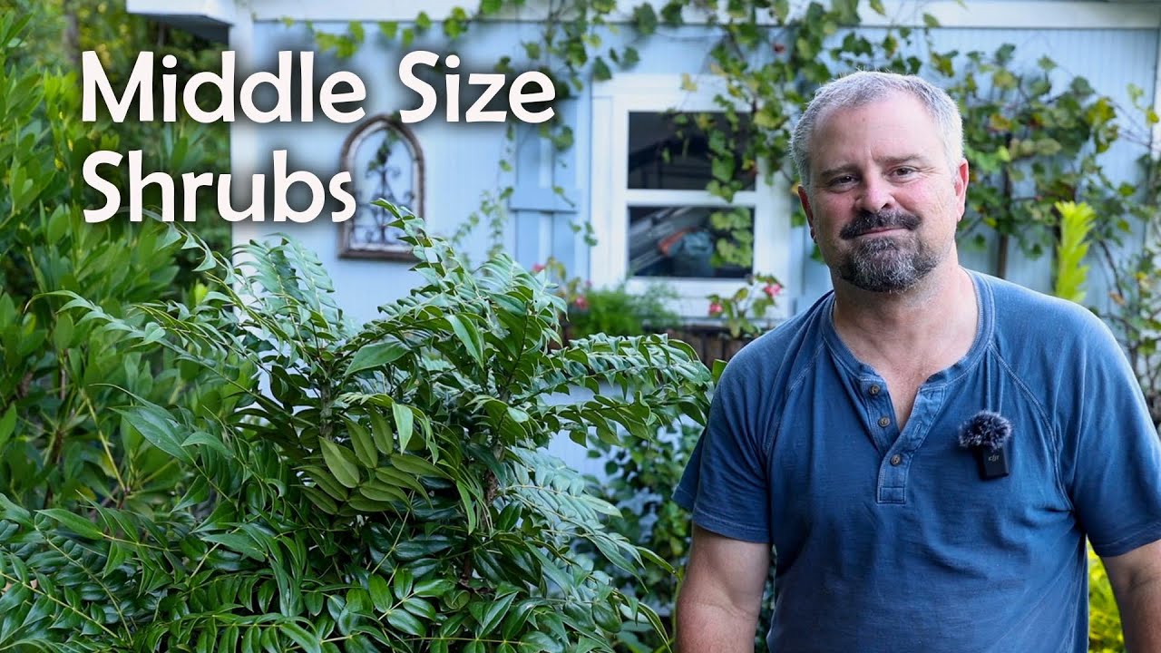 Medium Size Low Maintenance Evergreen Shrubs - YouTube