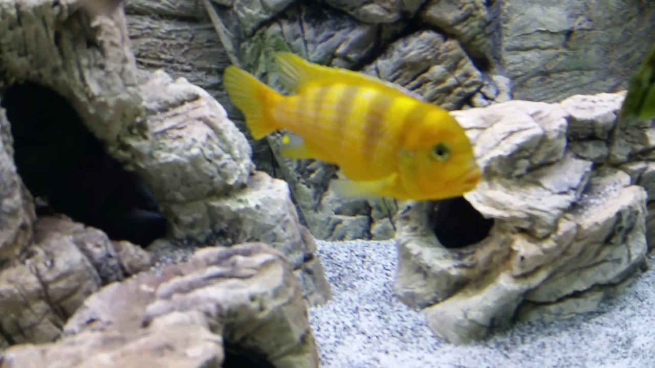 Having a mixed African cichlids tank! - YouTube
