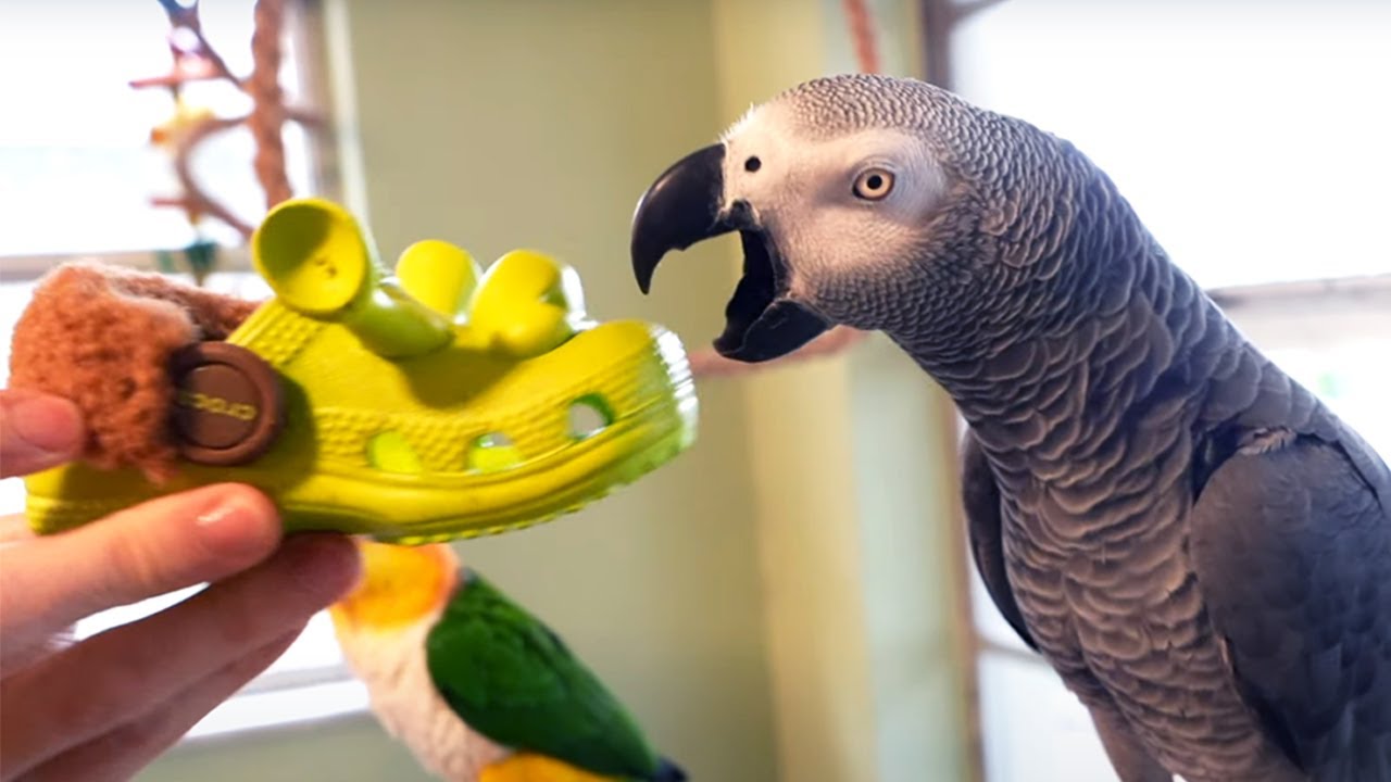 Apollo Does Taxes? | Live with Apollo the Talking Parrot - YouTube