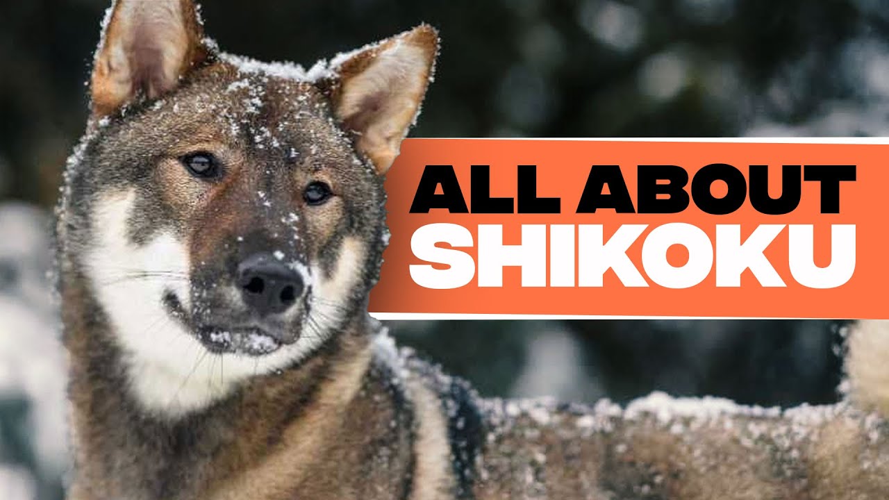 Shikoku Dog Breed: Everything You Need to Know About - YouTube