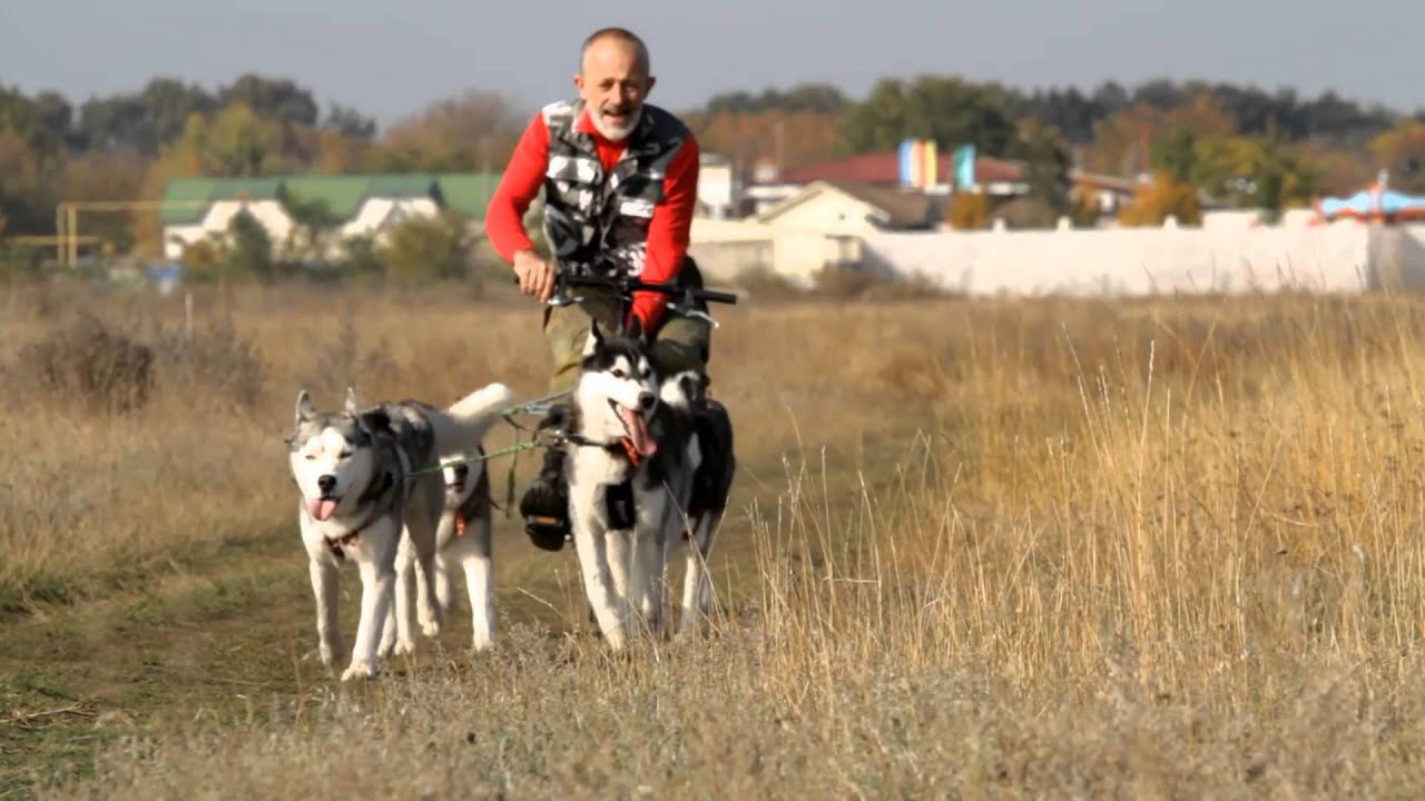 Siberian Husky Training Odessa - YouTube