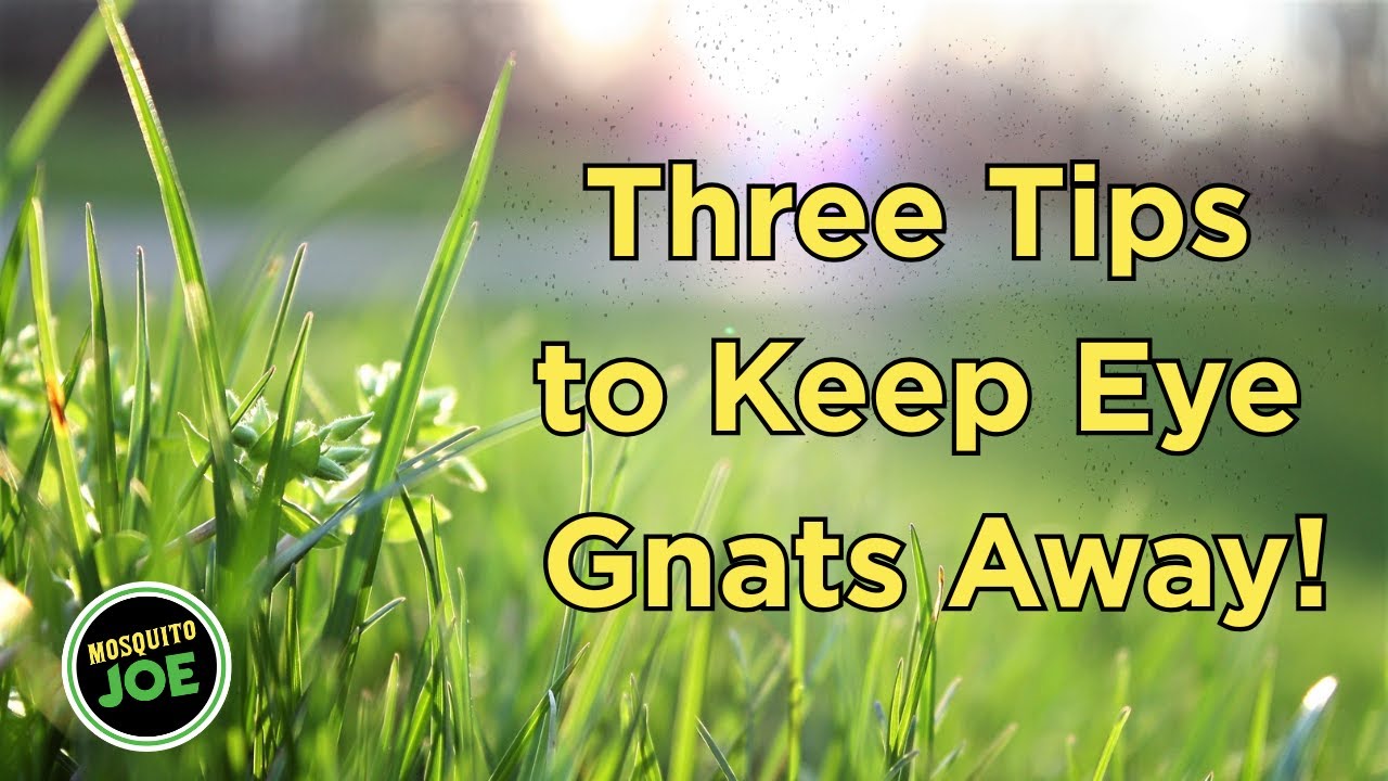 Three Tips to Help Reduce Eye Gnat Population - YouTube