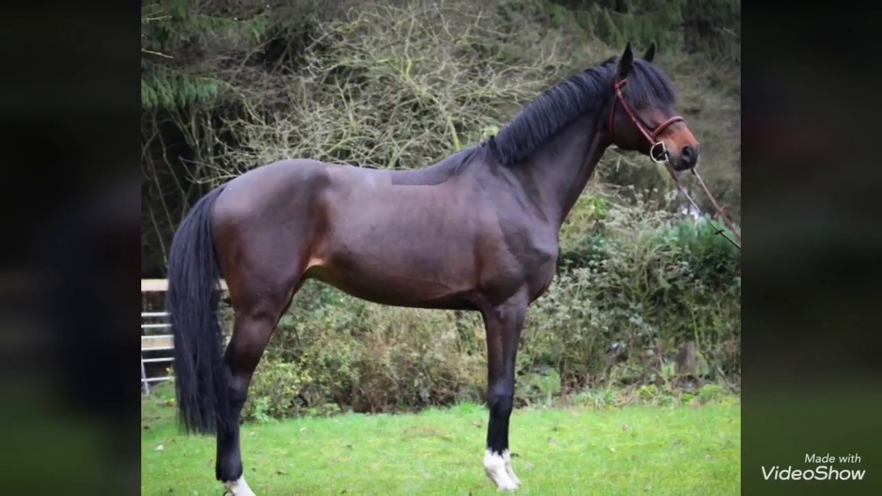 SOLD- Quintessential- 5yo stallion x Clinton - YouTube