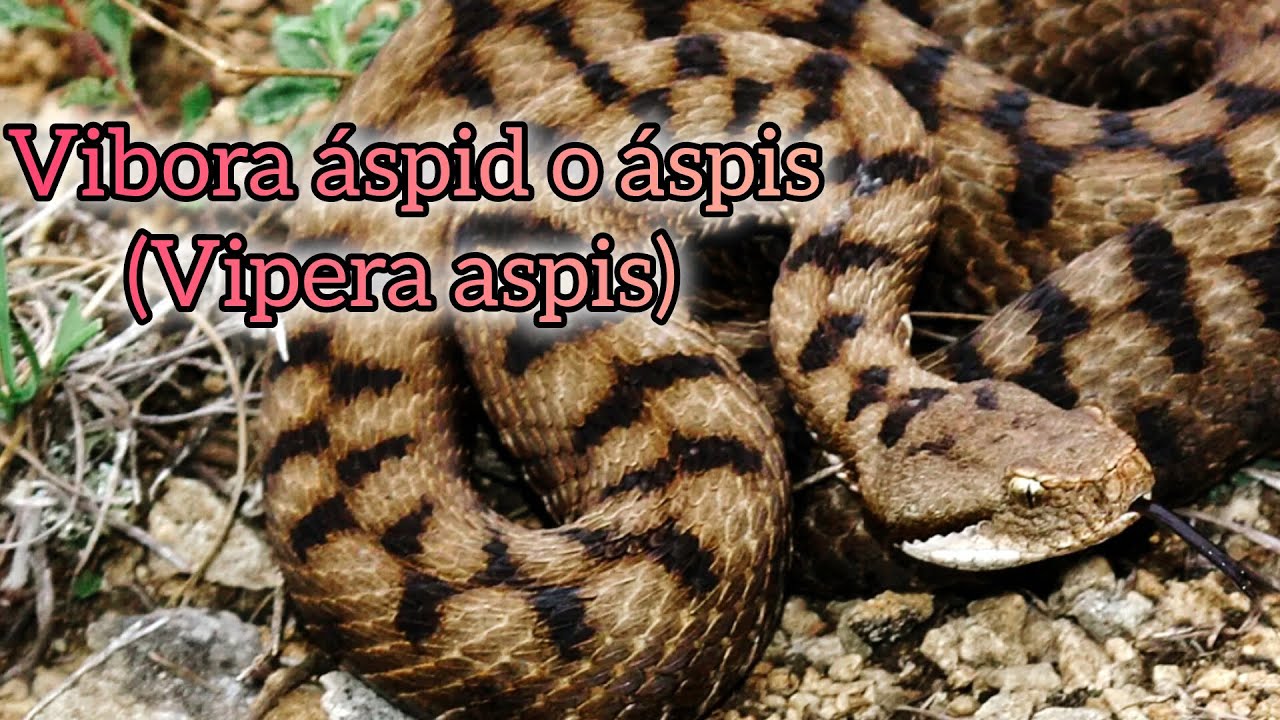 Hábitat y Comportamiento de las Serpientes Aspid - YouTube