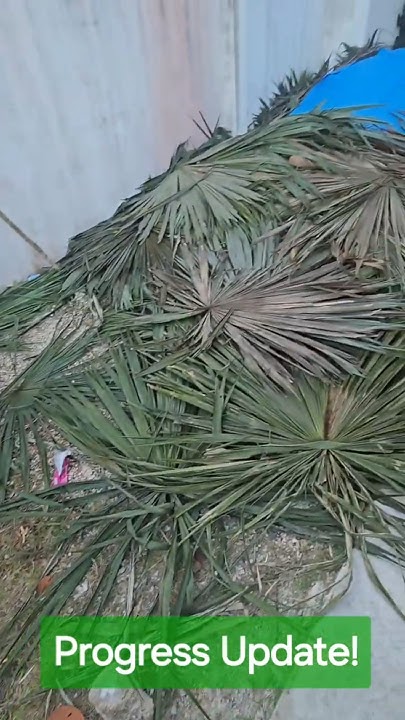 Palapa Progress Update! - YouTube