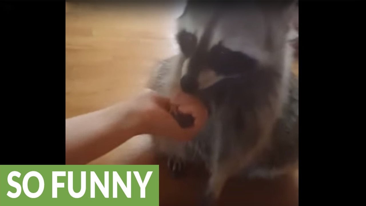 Clever raccoon demonstrates array of tricks - YouTube