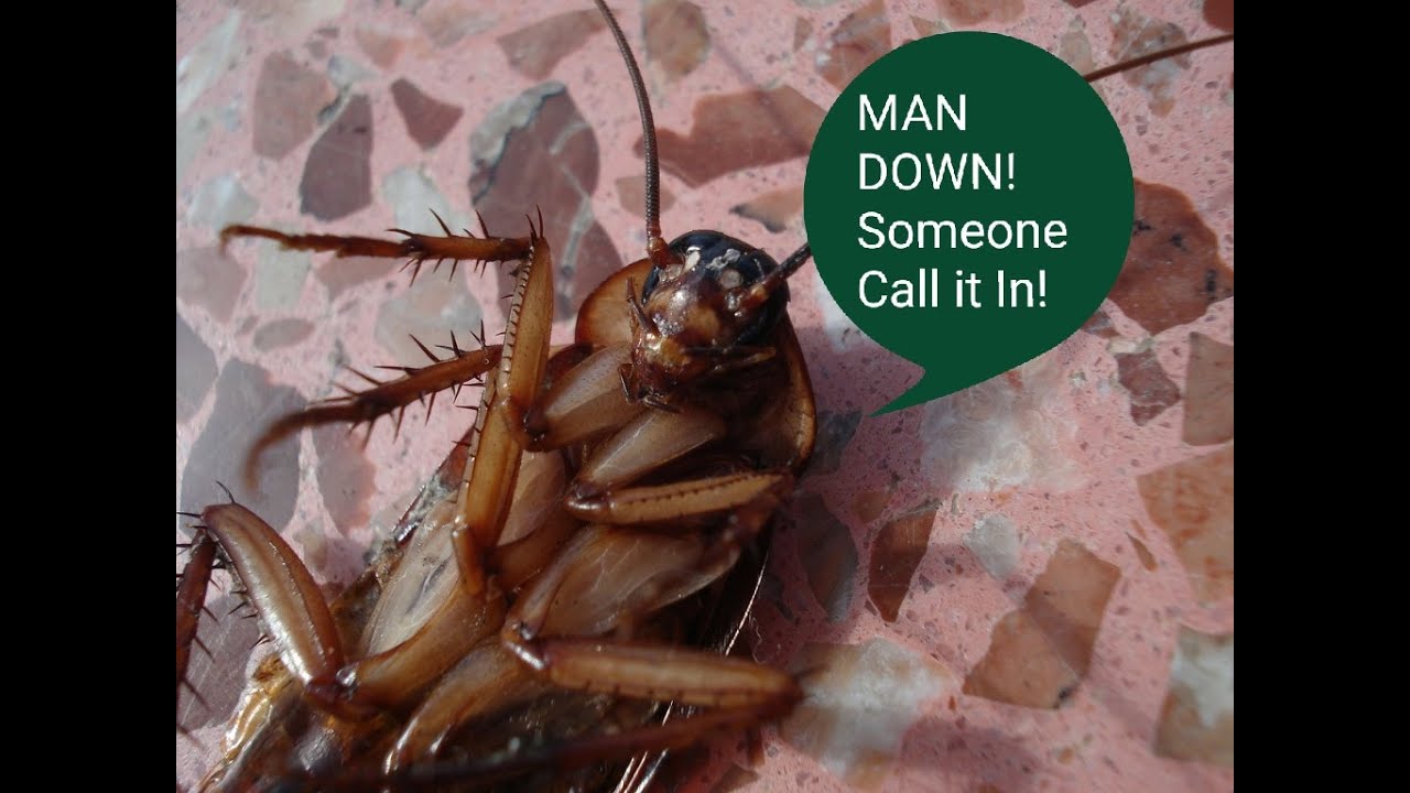 Designing the Ultimate Cockroach Simulator 👉Godot #games - YouTube