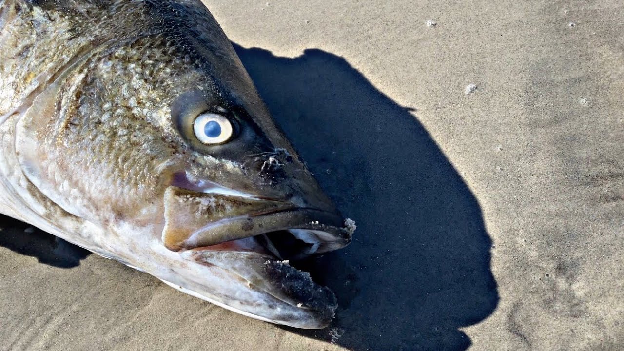 8 Essential Items All Beginner Surf Anglers Need! - YouTube