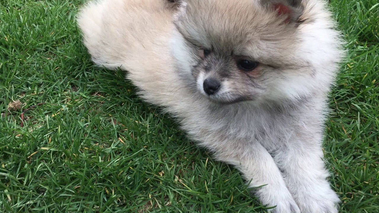 Best Bowtie Pomsky Love - Pomsky Puppy For Sale, Perfect Pomsky Size ...