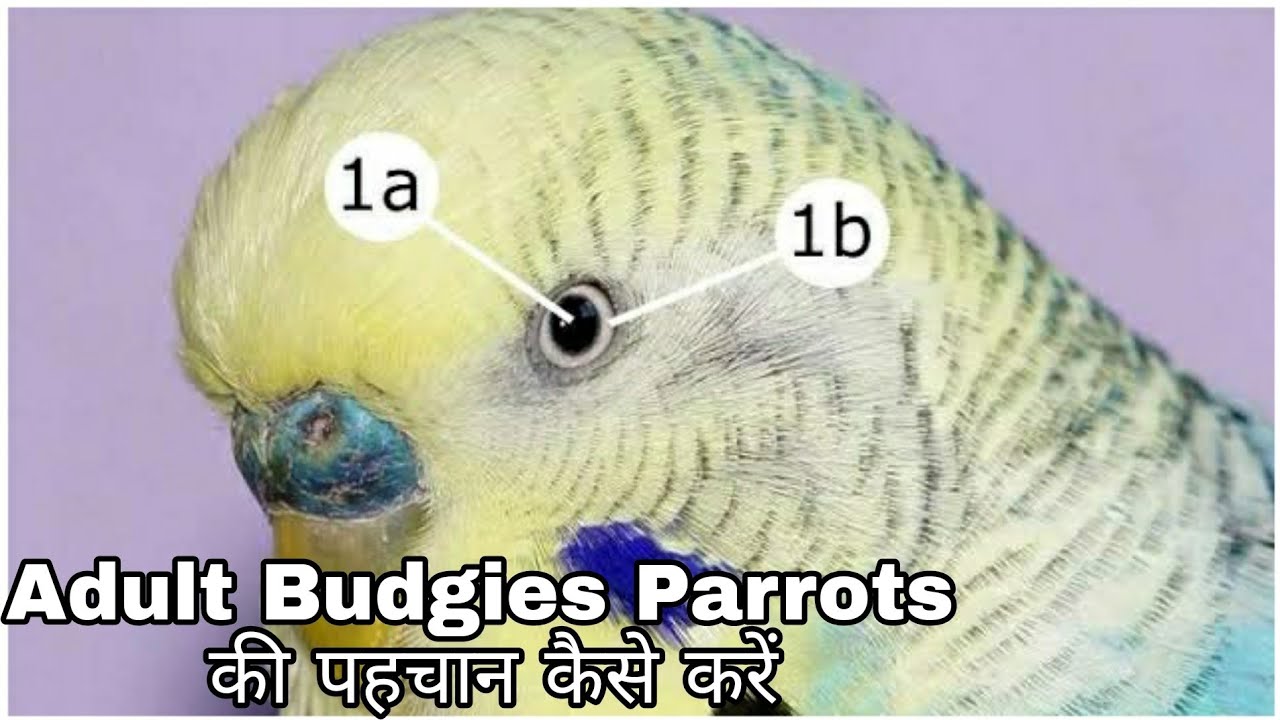Adult Budgies Parrots की पहचान कैसे करें - YouTube