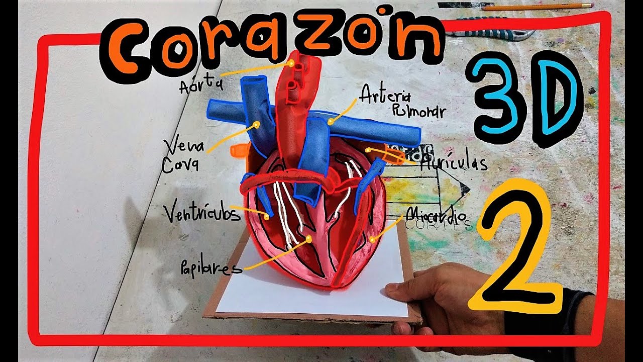 Maqueta del Corazon 3D (parte 2) - YouTube