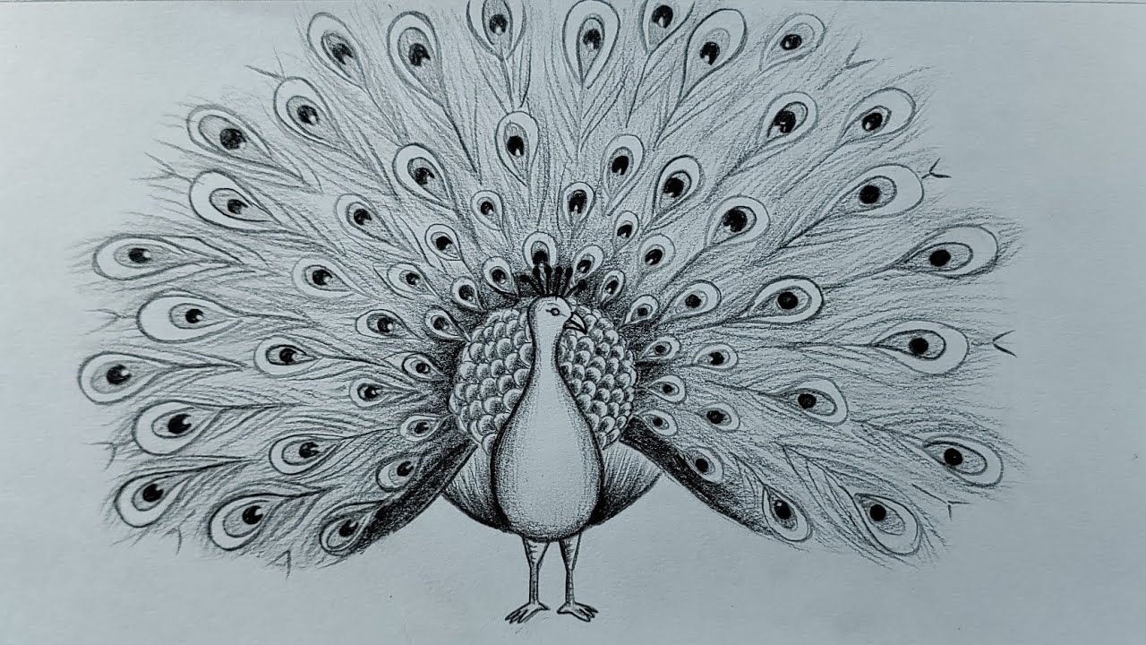 how to draw Peacock with pencil//Pencil sketch peacock for beginners ...
