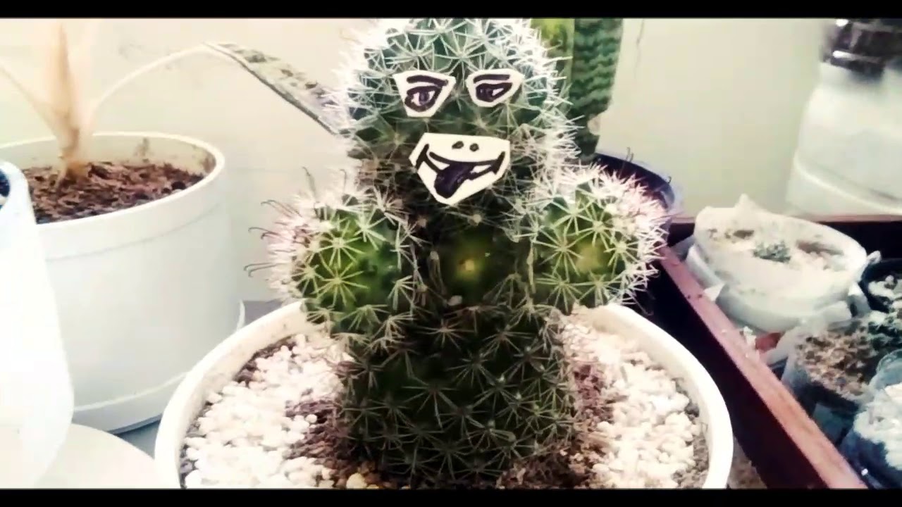 Kaktus Horror... - YouTube