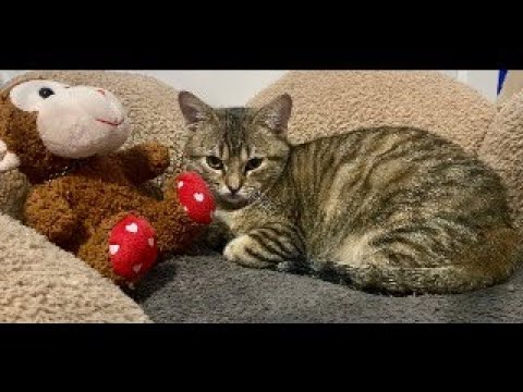 Kitten Chaos: Sally's Home Alone Addition "LIVE" #rescuekitty # ...